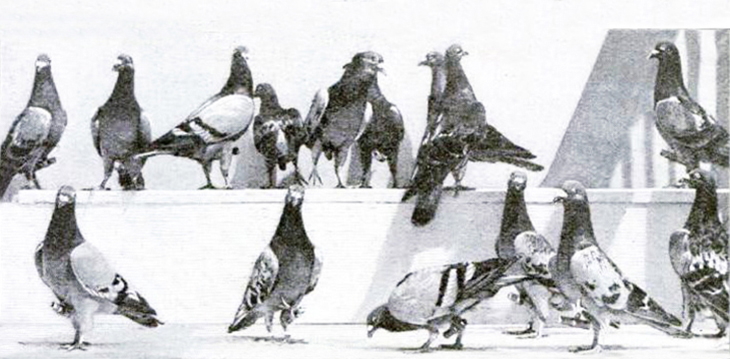 Pigeons of War – Chronicling the Feats of War Pigeons Throughout the Ages