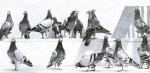 Pigeons of War – Chronicling the Feats of War Pigeons Throughout the Ages