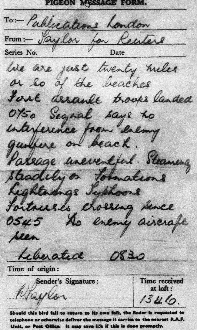 Gustav: D-Day’s Finest Pigeon – Pigeons of War