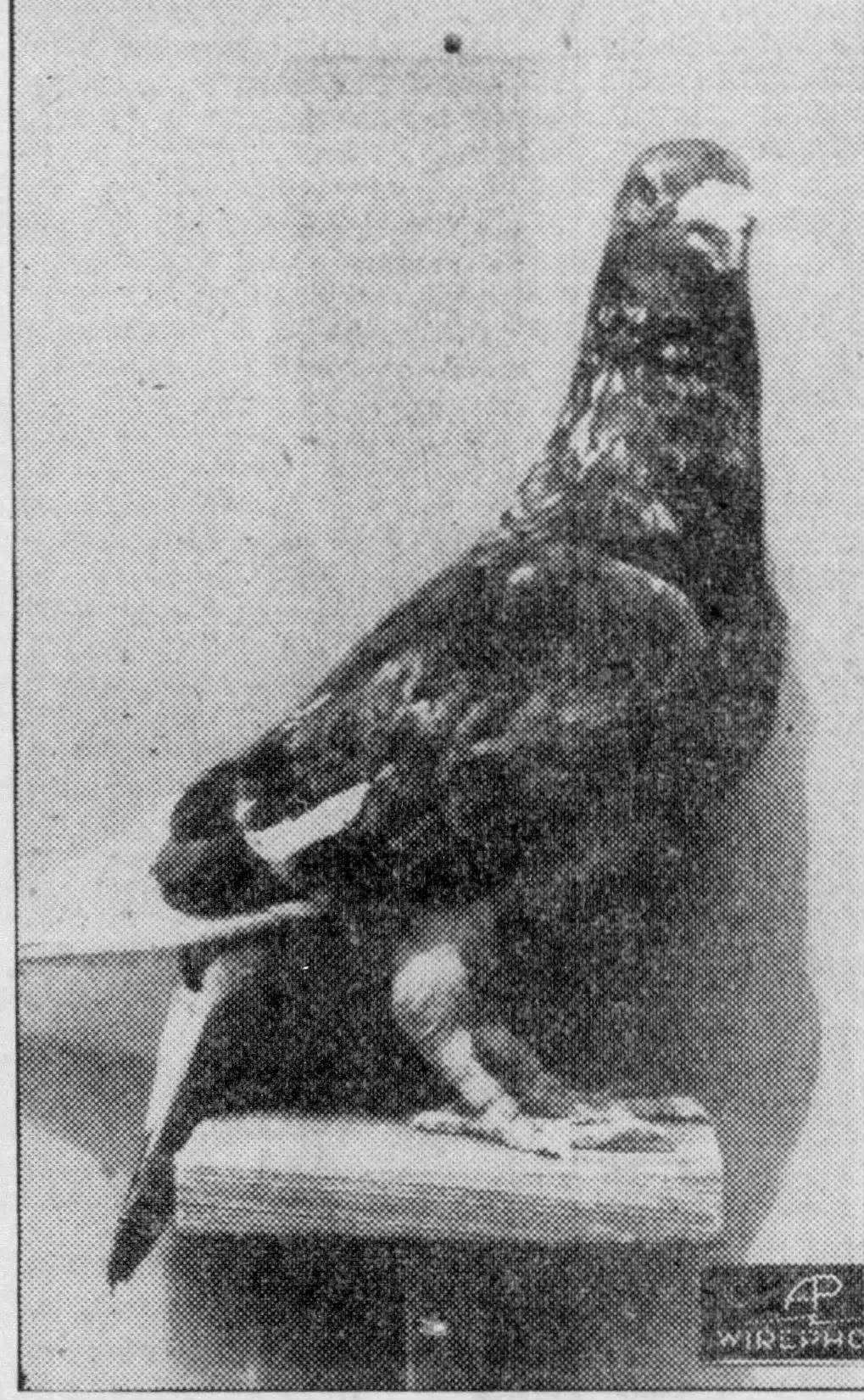 Old Anchor: A Naval Pigeon That Jumped Ship During World War One ...