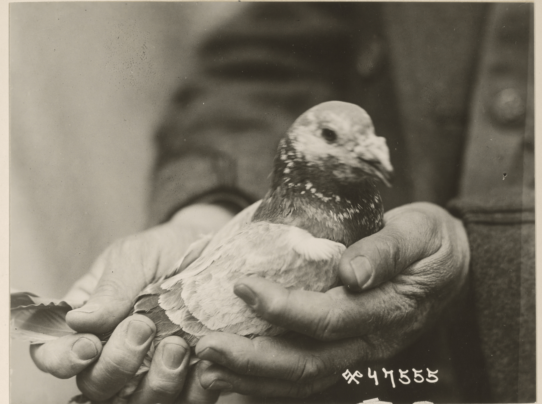 Pigeon Heroes of the Great War: Spike – Pigeons of War