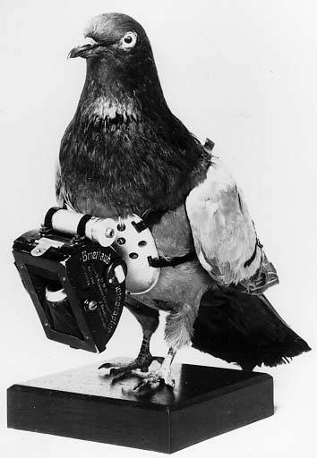 The Martyrs of Nomain: A Tale of Pigeons and Spycraft During the Great ...