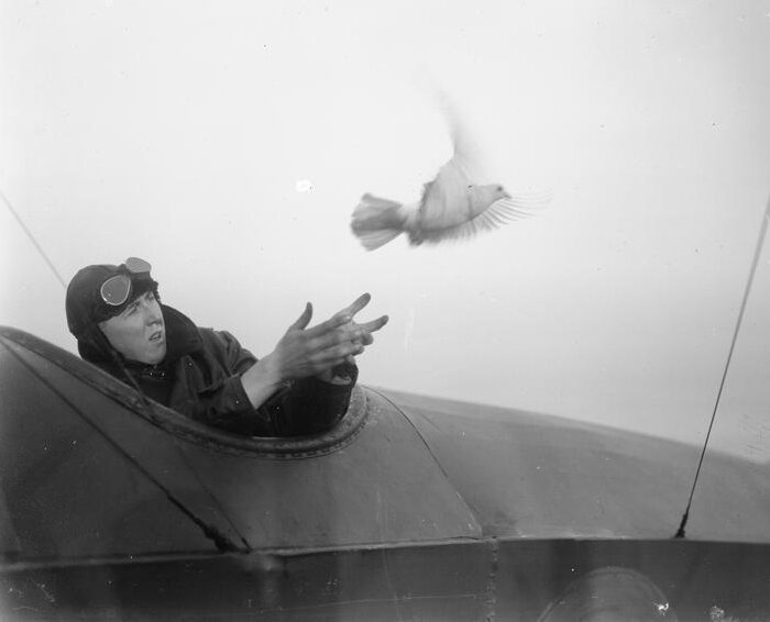 “Very Gallant Gentlemen:” The Pigeons of the Royal Naval Air Service ...